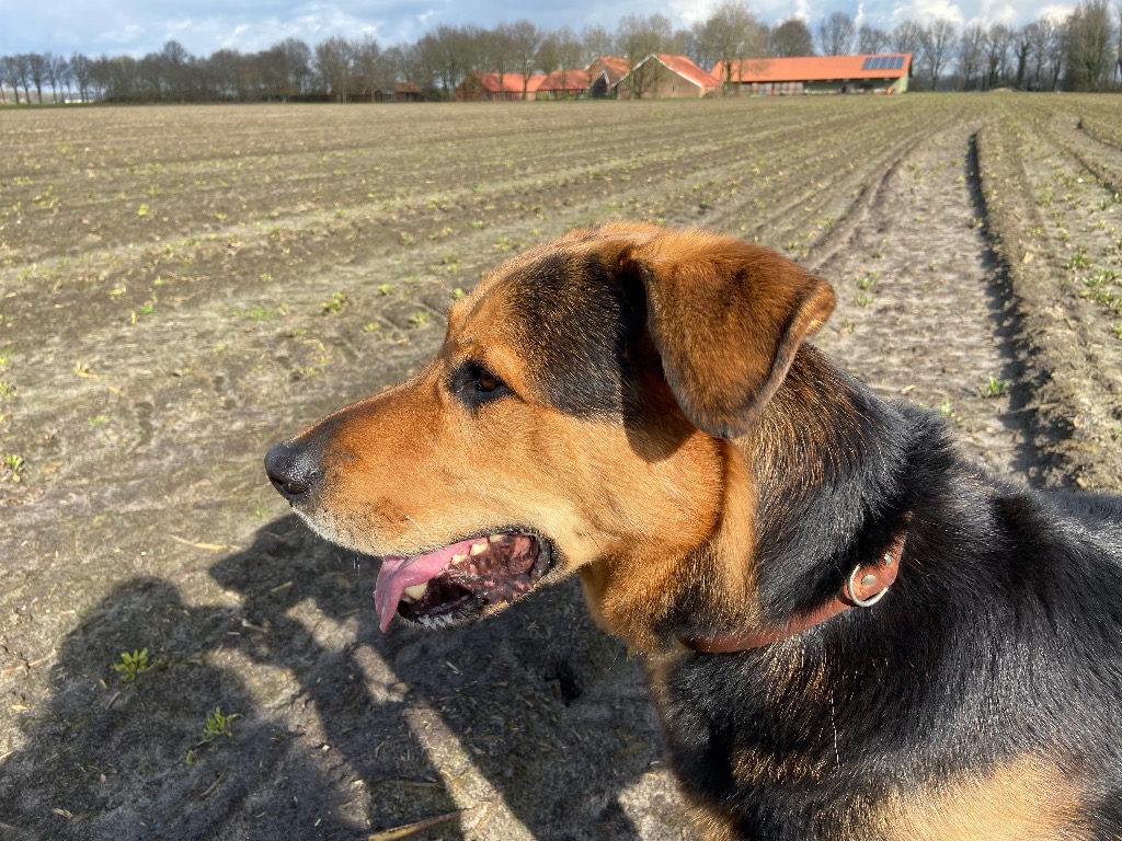 Leven in het asiel, wat doet dit met een hond? | Asielhonden Dutch Cell ...